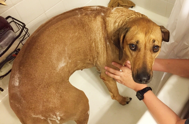 Ringworm In Dogs Healthy Paws ringworm-in-dogs-healthy-paws