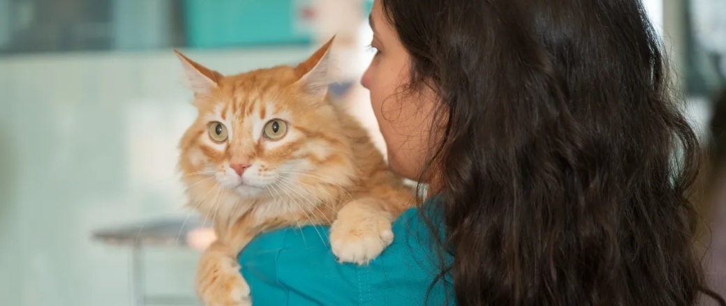 The Most Common Pet Emergencies and Their Real Costs | Healthy Paws